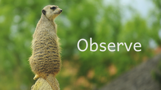 I am an introvert, therefore I observe – In my world