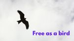 Free as a bird – In my world