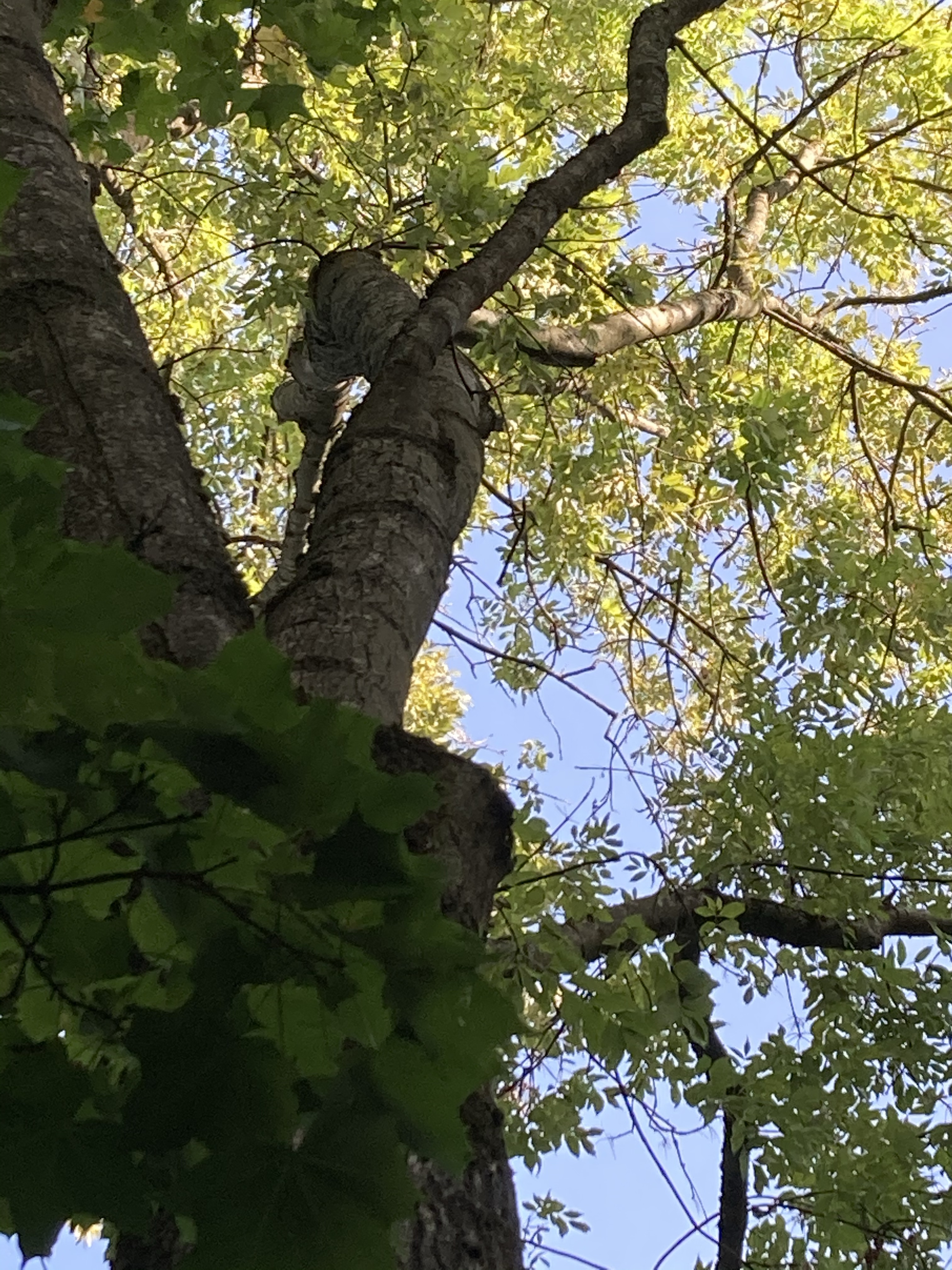Bloganuary: Dull family tree – In my world