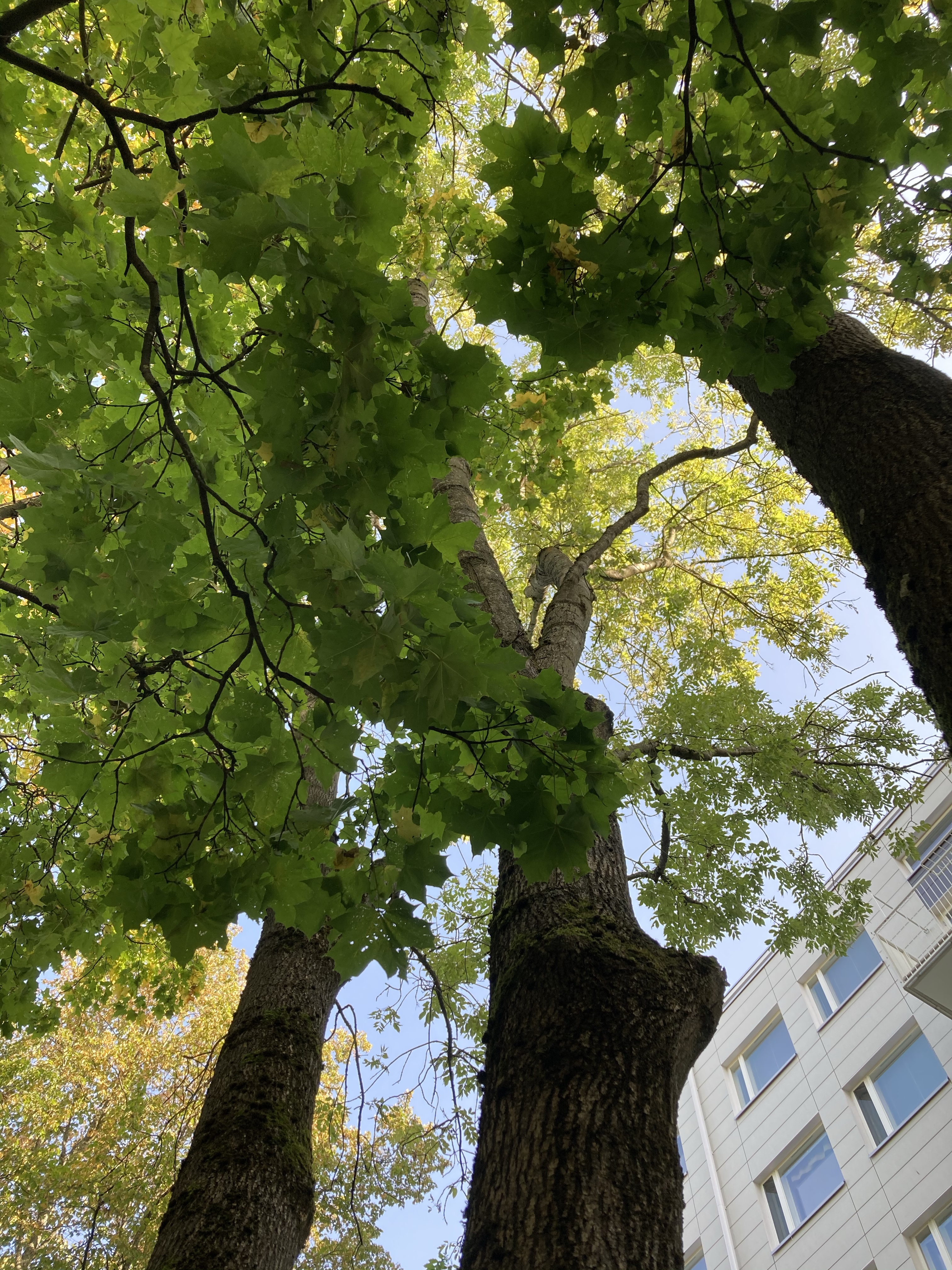 Bloganuary: Dull family tree – In my world