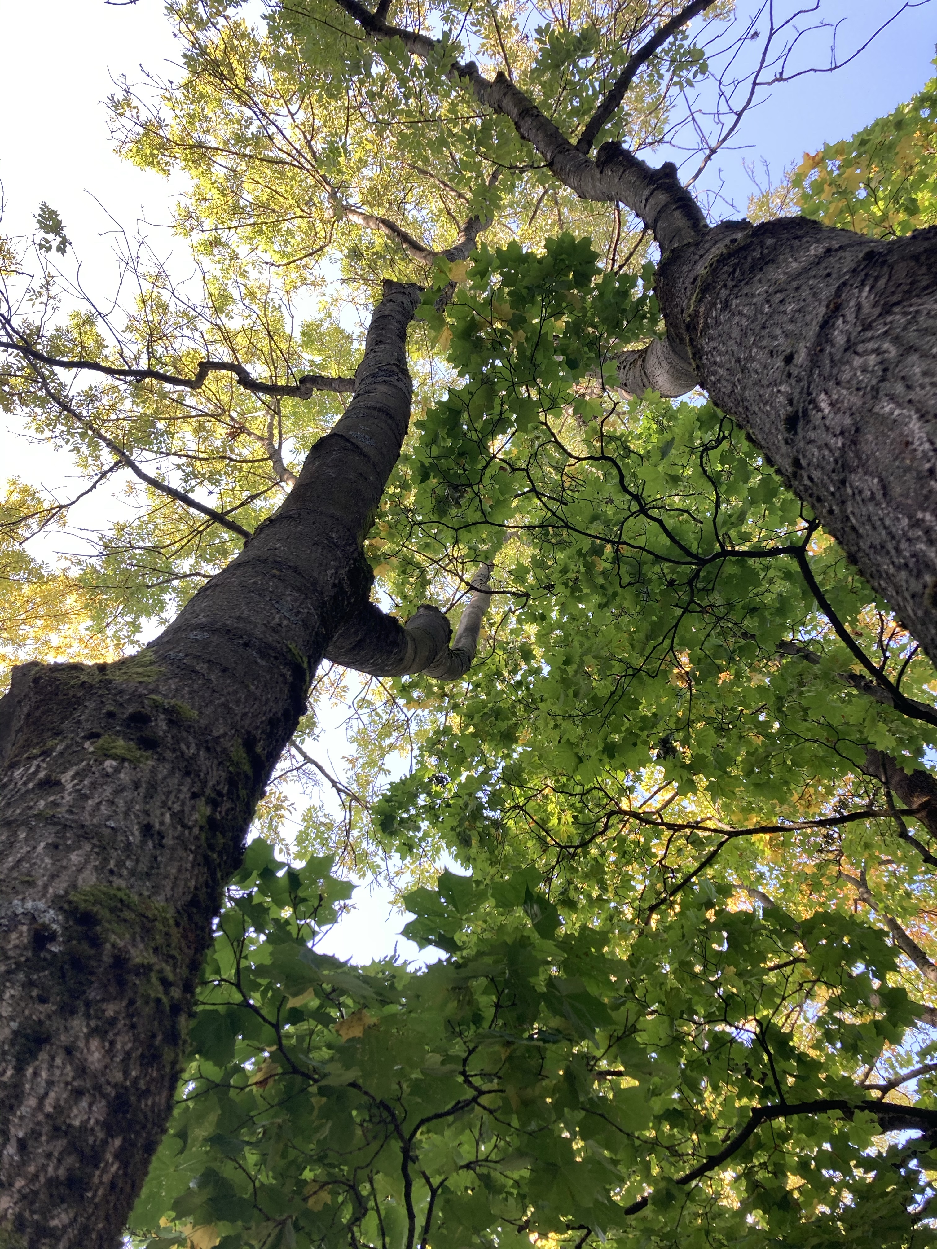 Bloganuary: Dull family tree – In my world